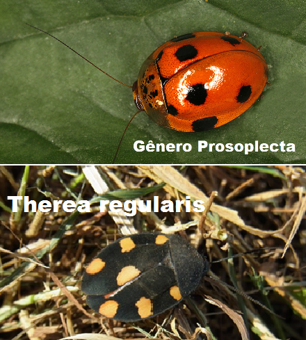 BIBOCA AMBIENTAL : A BARATA DA VIZINHA