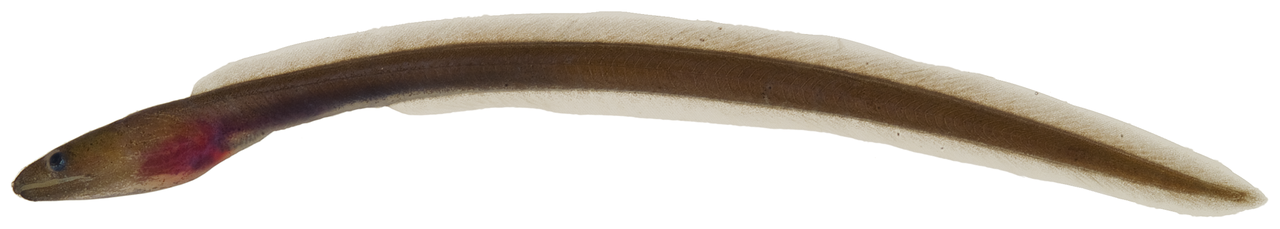 Artes de Pesca: ACTINOPTERYGII