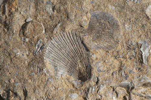 Struktur Batuan Sedimen (Struktur Sedimen) ~ NeededThing