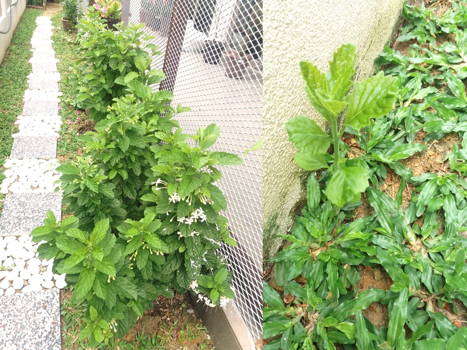 Kebun Bahagia Bersama: Kembang Bugang Berkembang di Taman Teman Kebun ...