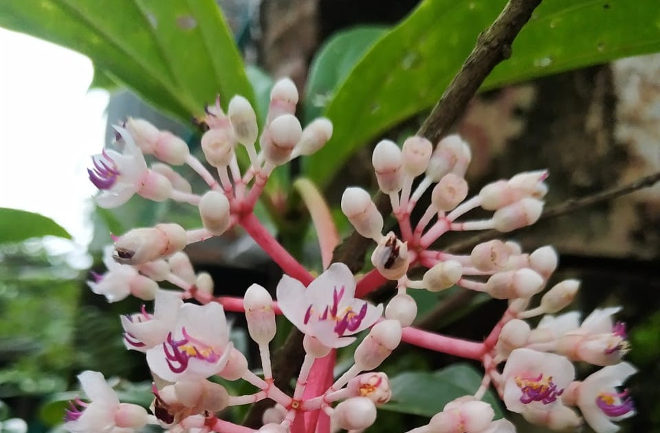 MANFAAT PARIJOTO (BUAH BIKIN GANTENG DAN CANTIK)