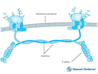 Agrupación Duchenne Chile: ¿ Que es la Distrofina