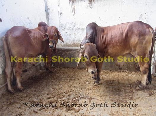 Bakra Eid 2014 - Photos and Videos of Qurbani Cows and Bakras: Nagori ...