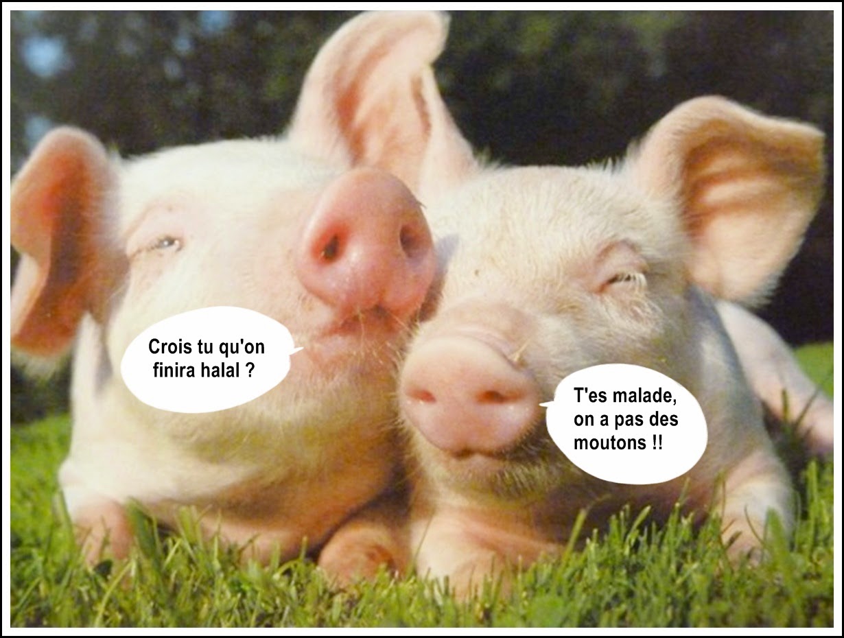 Memes Famille Que Cochon