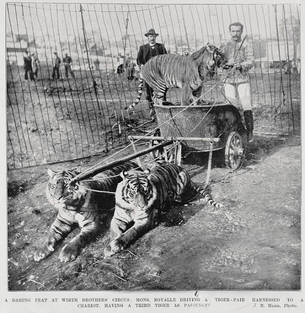 'A Daring Feat' The Tiger Chariot Act of Wirth's Circus