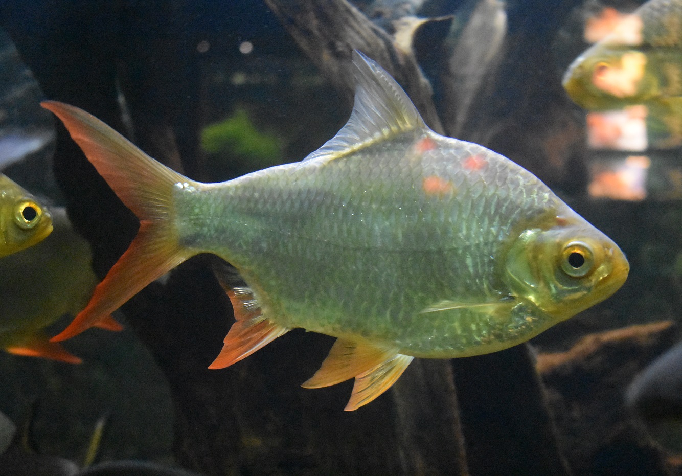 ZOOTOGRAFIANDO (6.100 ANIMALS): ESTAÑO DE COLA ROJA / RED TAILED ...