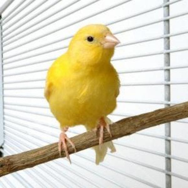 Debuter l'elevage du Canaris