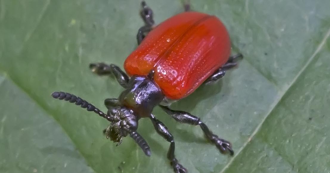 Variety of Life: Chrysomeloidea