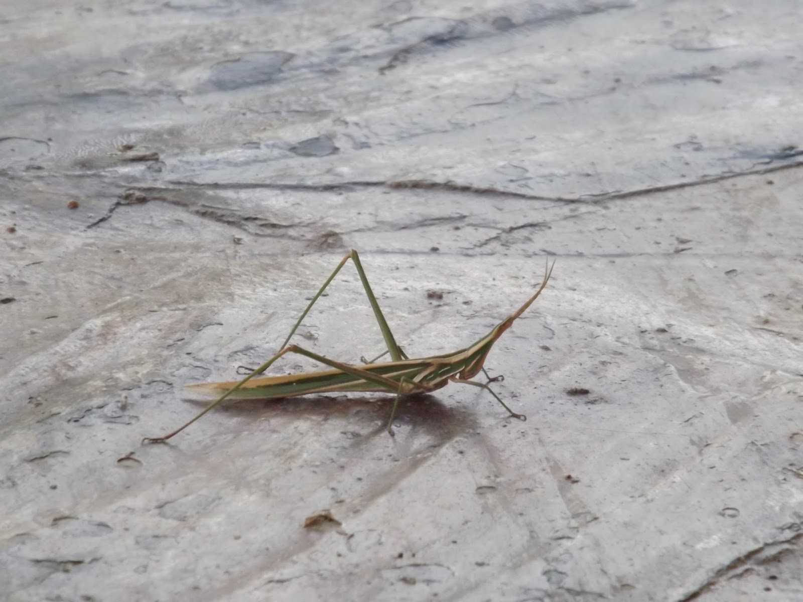 A Pretty Tourist: It's a bug's life! - the Botswana underbelly