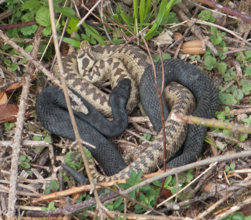 Postcards from Sussex: Adders and Grizzlies at Mill Hill