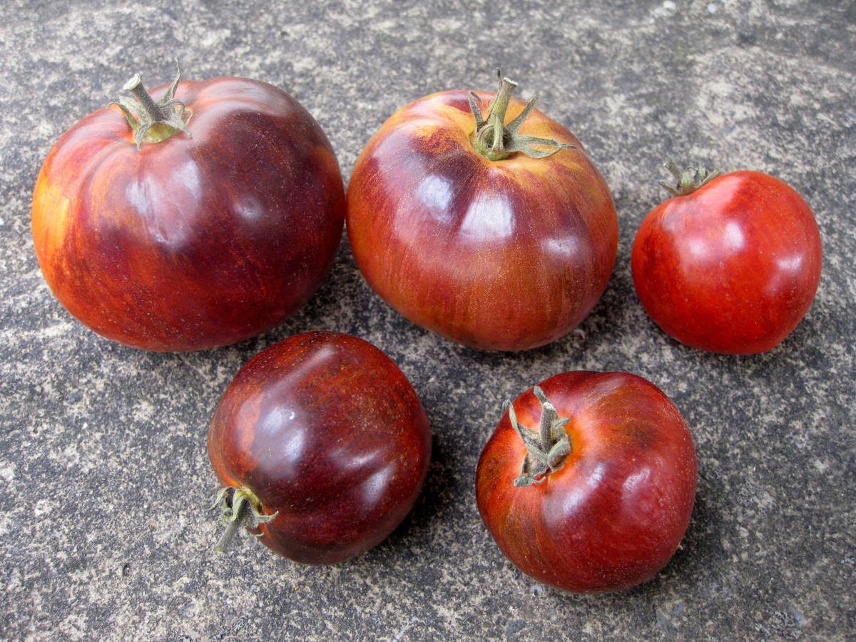Mostly Tomato Mania: Pictures of Tom Wagner's Tomato varieties
