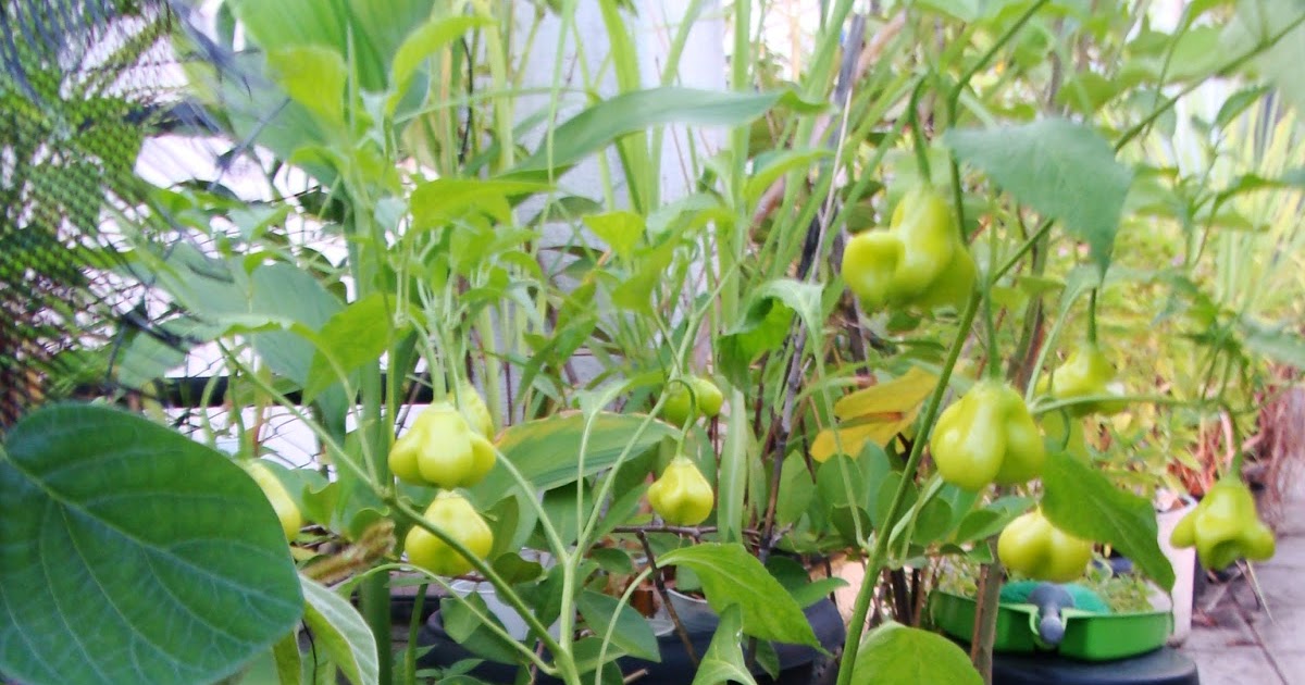 Cultivo Zen: Cultivo da Pimenta Cambuci ou Chapéu de Bispo