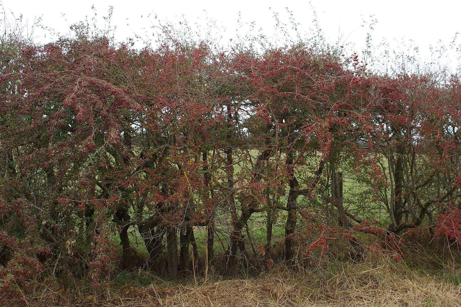 Casey Cardinia - links to our past: Farm Hedges