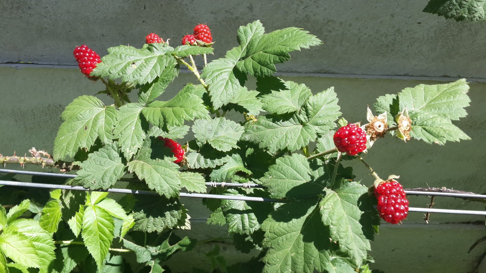 Jacot's Garden: Youngberry/Booysenberry/Blackberry