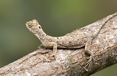 Jenis-Jenis Cicak dan Ciri-Cirinya - Sepenuhnya