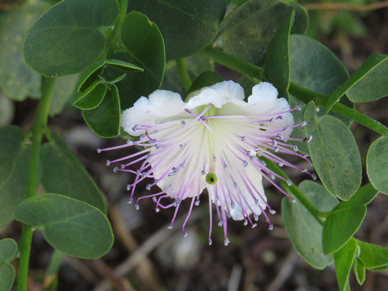 Edible Herbs, Flowers & Other Edibles - Grow Your Own Dinner!: June ...