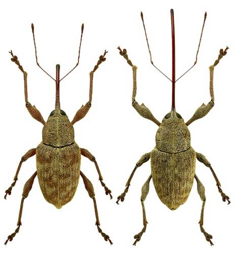 El gorgojo de las castañas - Curculio elephas