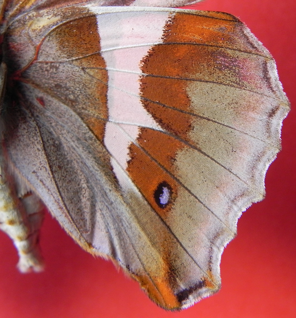 MARIPOSAS (BUTTERFLIES): Subfamilia APATURINAE reverso alas posteriores ...
