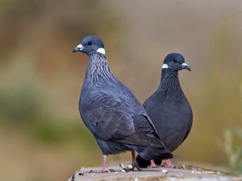 ZAGROS NATURE IMAGES: White-collared Pigeon