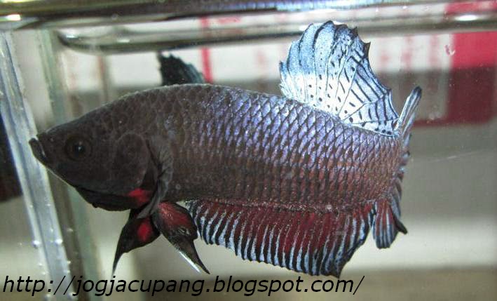 12+ Gambar Ikan Cupang Bagan, Paling Baru!