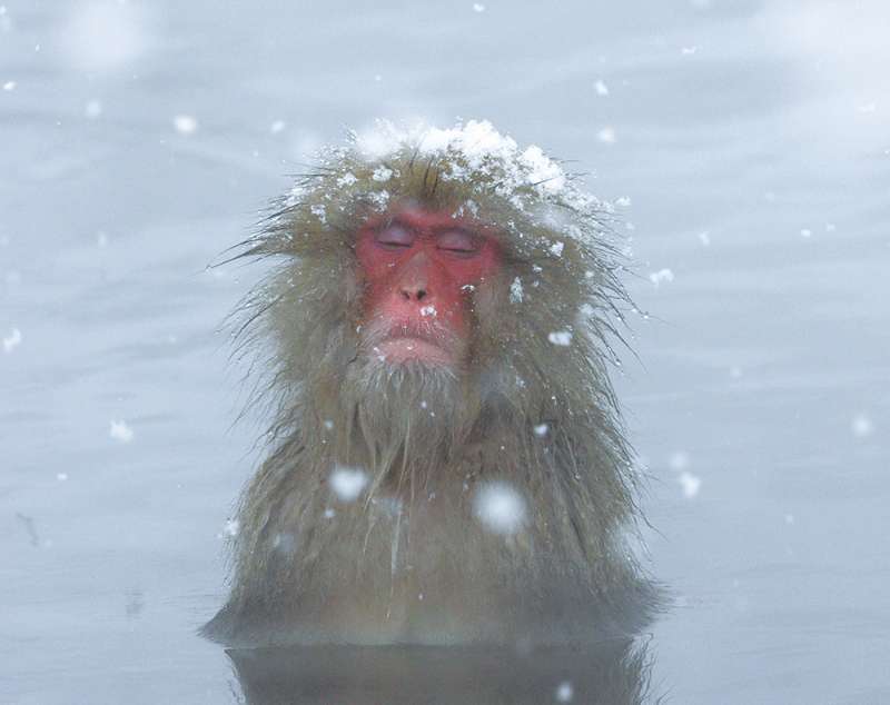 The Multicolored Diary: Kitsune, tanuki, and other Japanese classics ...