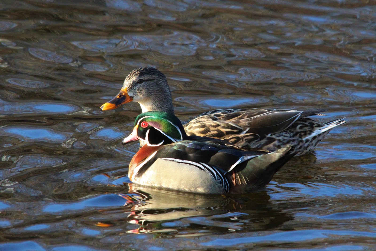Southern New England Outdoor and Nature Site: An Odd Duck