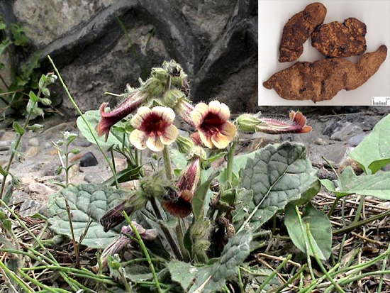 Rehmannia glutinosa - Alchetron, The Free Social Encyclopedia