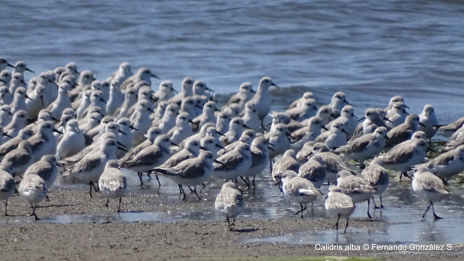 Aves del Sur de Chile: Puerto Montt y alrededores: Playero blanco ...