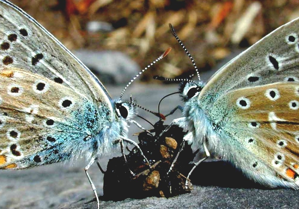 Coprophagia - Eating Human Feces