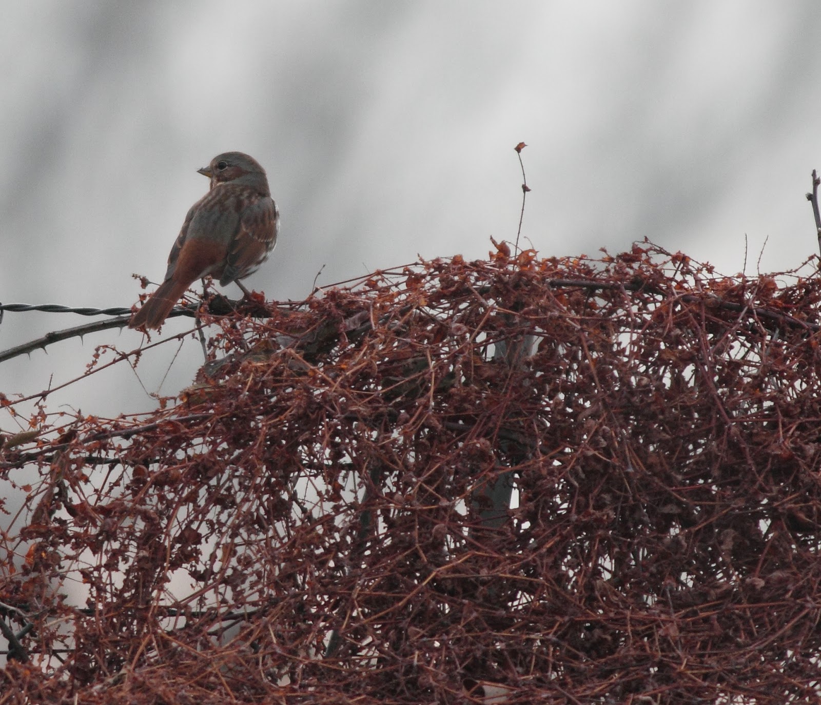 BrandonBirds : 2012 Bird Irruption Fever!