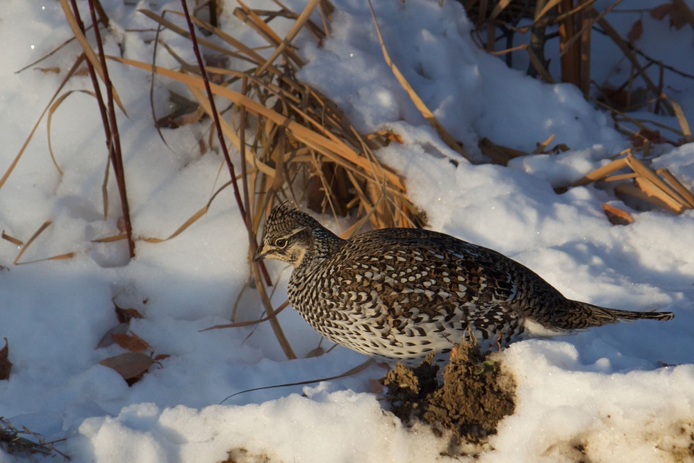 SHARP-TAILED GROUSE