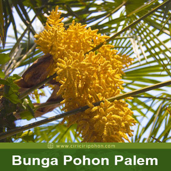 Ini Dia 6 Ciri-ciri Pohon Palem yang Wajib Diketahui - Ciriciripohon.com