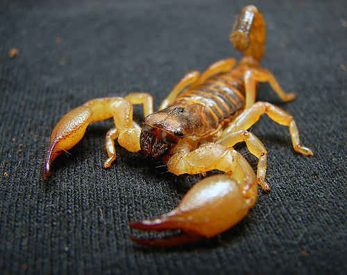GENERAL KNOWLEDGE: Some cool and interesting facts about the Scorpions