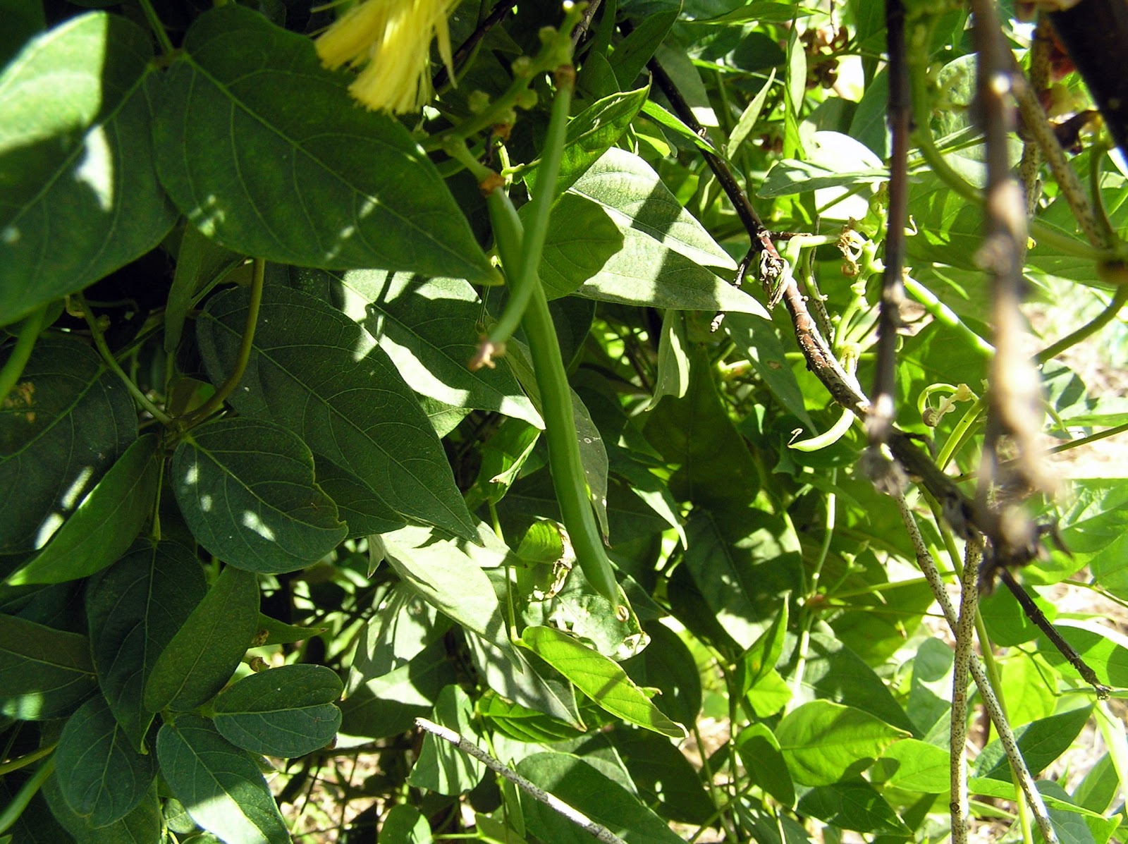 Rare Edible Root Crops: My apios