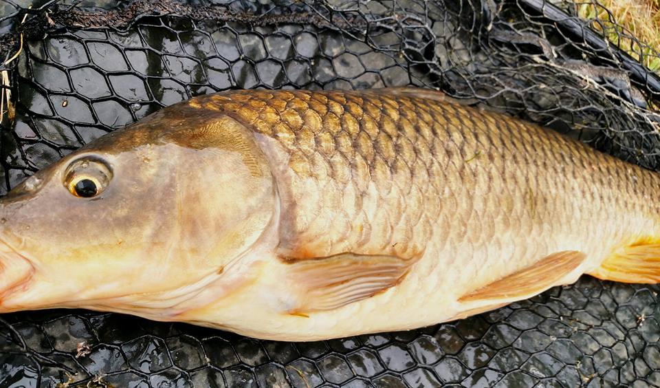 Michigan Carp Fishing Blog: Independence Day Weekend Near Lake Erie