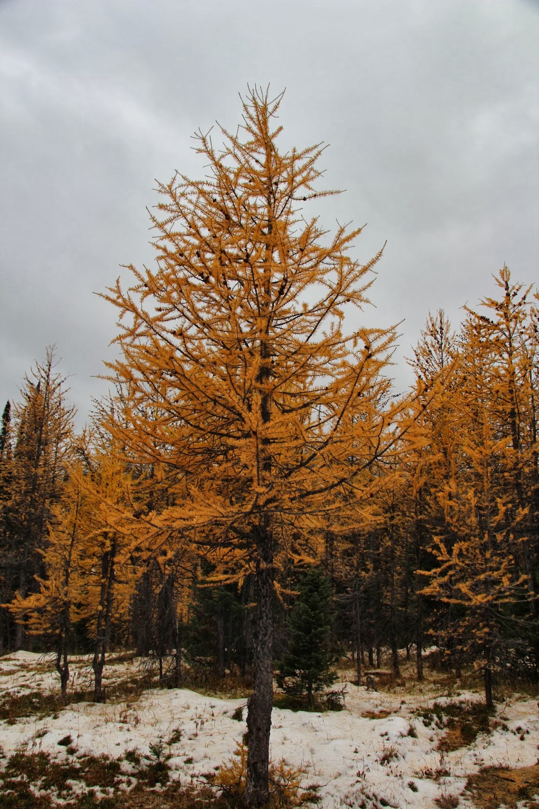 Get Me Outdoors: Return to Larch Valley