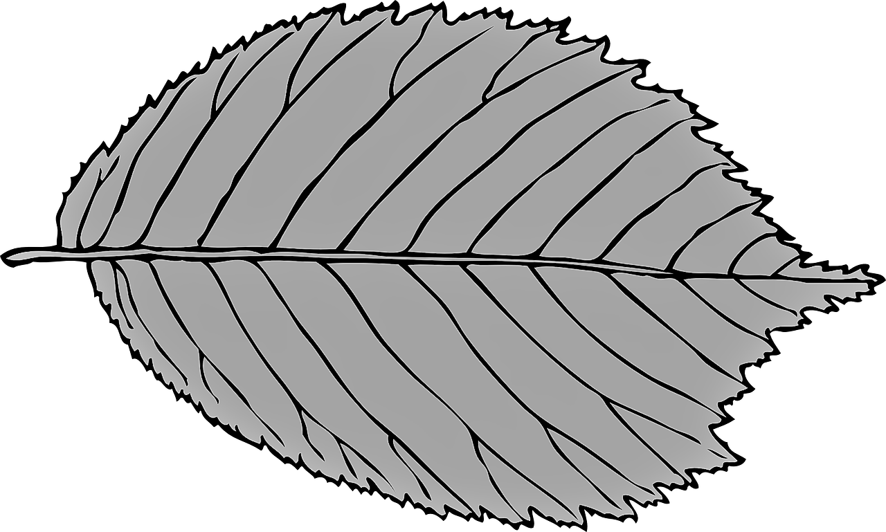 NCERT Solutions For Class 6 Science Chapter 7 Getting To Know Plants ncert-solutions-for-class-6-science-chapter-7-getting-to-know-plants