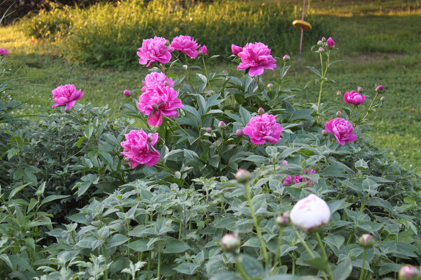 Pat's Addition: Peony Patch Glory
