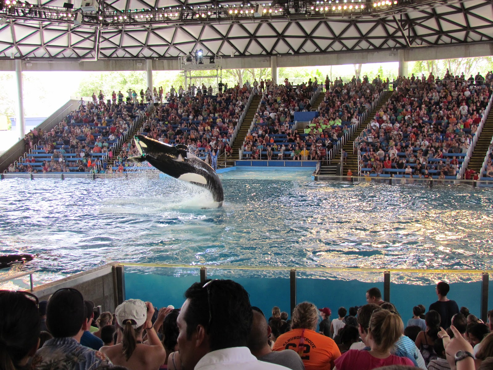 The Nelsons: Sea World - Shamu
