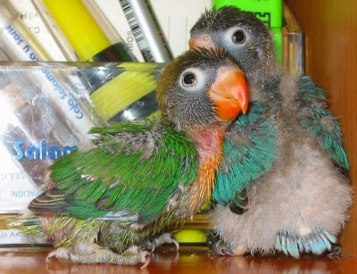 todo sobre : agapornis, ninfa, periquitos.: 10 consejos que teneis que ...