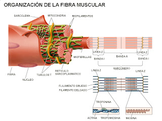 TERAPIA FÍSICA: GLOSARIO