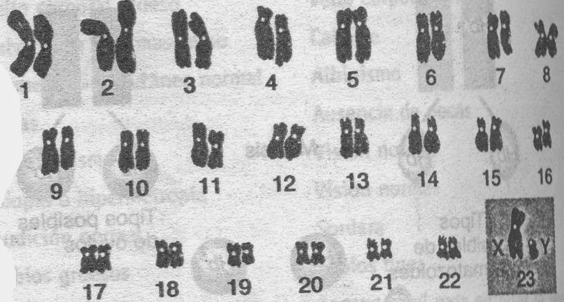 Número de cromosomas en las células somáticas y los gametos ~ Leyenda ...