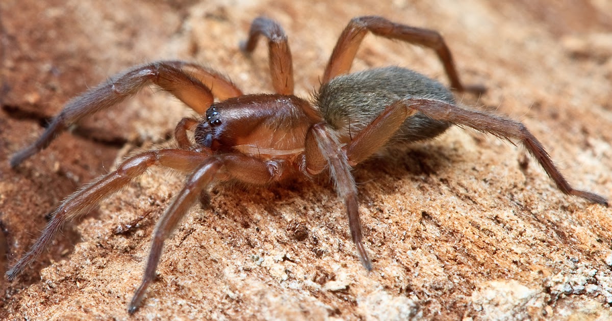 Variety of Life: Amaurobioidea