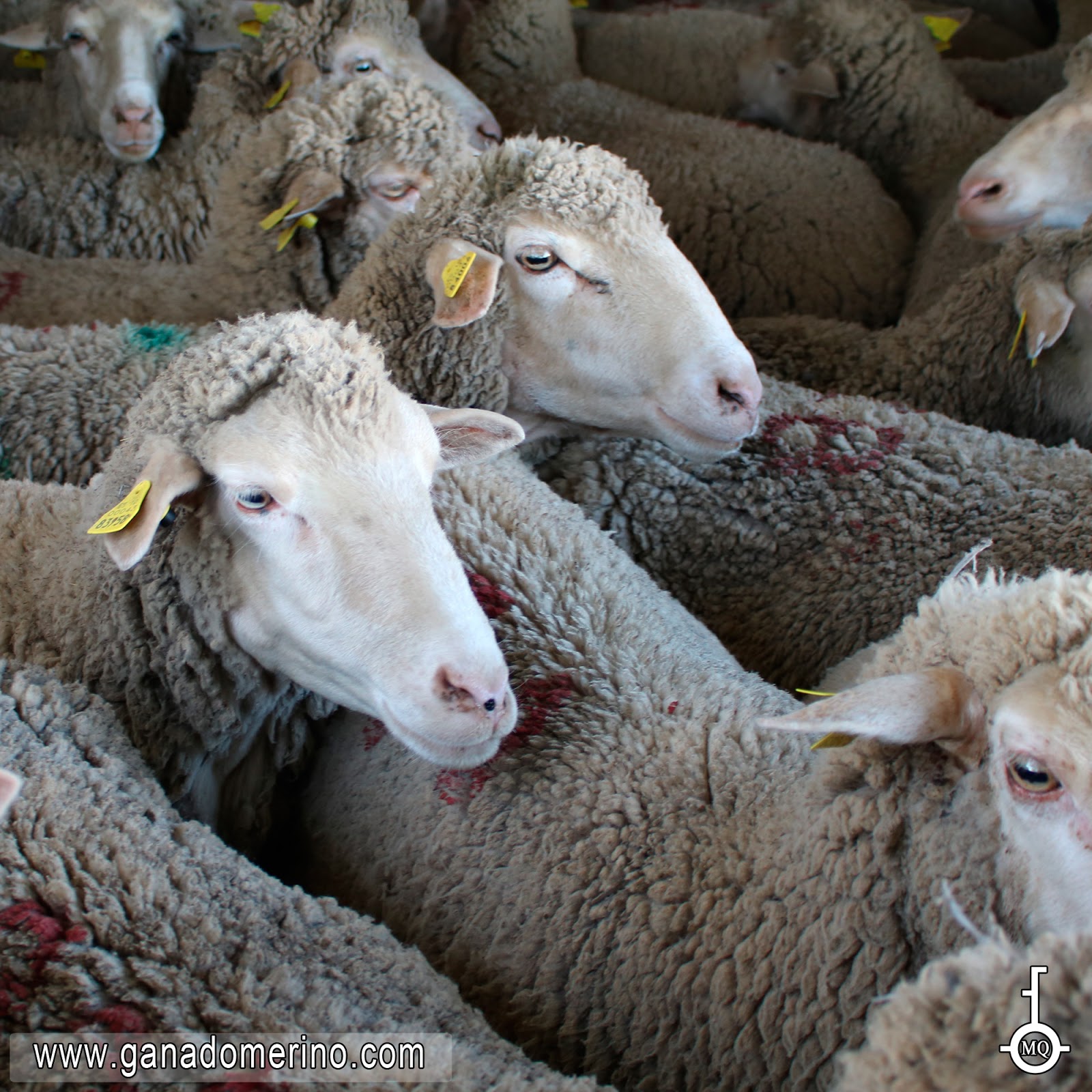 La oveja Merina línea Hidalgo