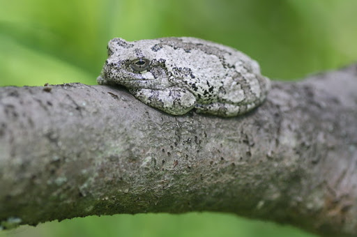 Endangered New Jersey: Make New Jersey and Your Backyard Wildlife Friendly