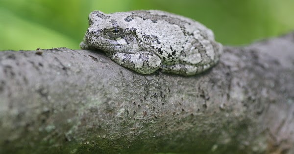 Endangered New Jersey: Make New Jersey and Your Backyard Wildlife Friendly