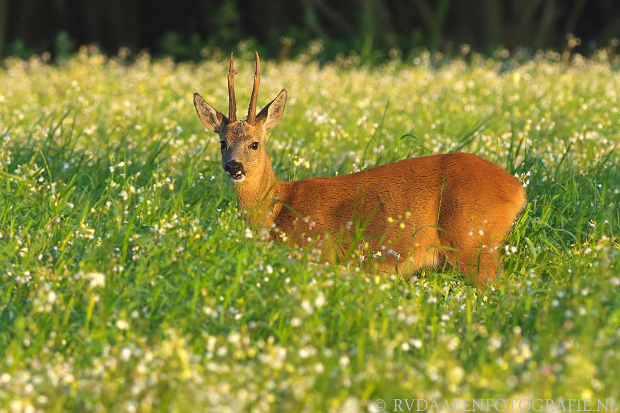 Vogel- en Natuurfotografie door Remco van Daalen: Opzoek naar Reeën in ...