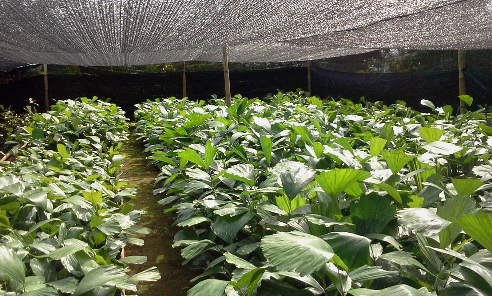 Aren, Pohon Masa Depan bersama UD KT Aren Indonesia: Aren, Pohon Masa Depan