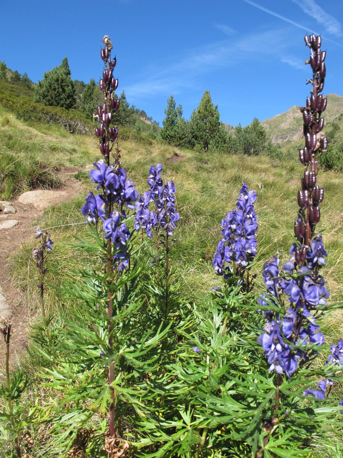 Sentir con Flores de Bach - Pilar Vidal Clavería: Acónitos, bellos y ...