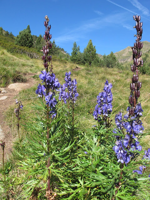 Sentir con Flores de Bach - Pilar Vidal Clavería: Acónitos, bellos y ...